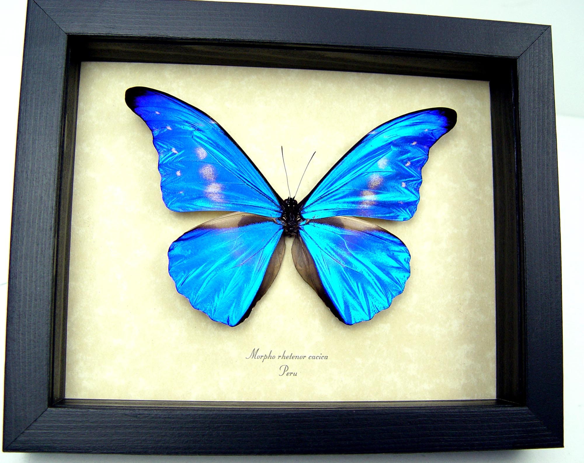 Morpho Rhetenor Cacica Framed Butterfly Rare Hybrid Helena - Etsy
