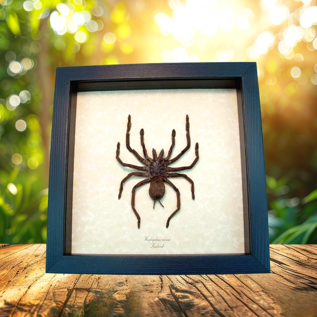 Haplopelma Minax Tarantula spider Real Framed Taxidermy Display - Etsy