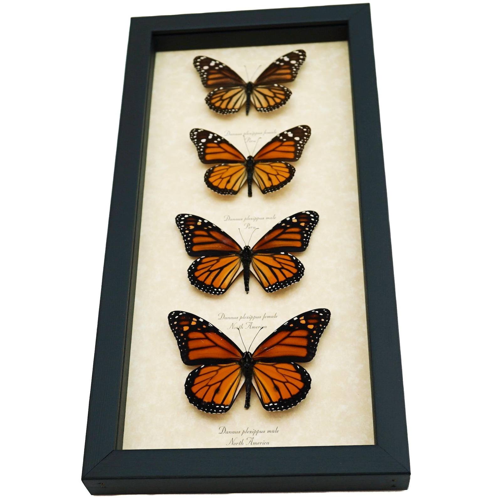 Monarch Butterfly Collection Real Framed Butterflies Danaus Plexippus ...