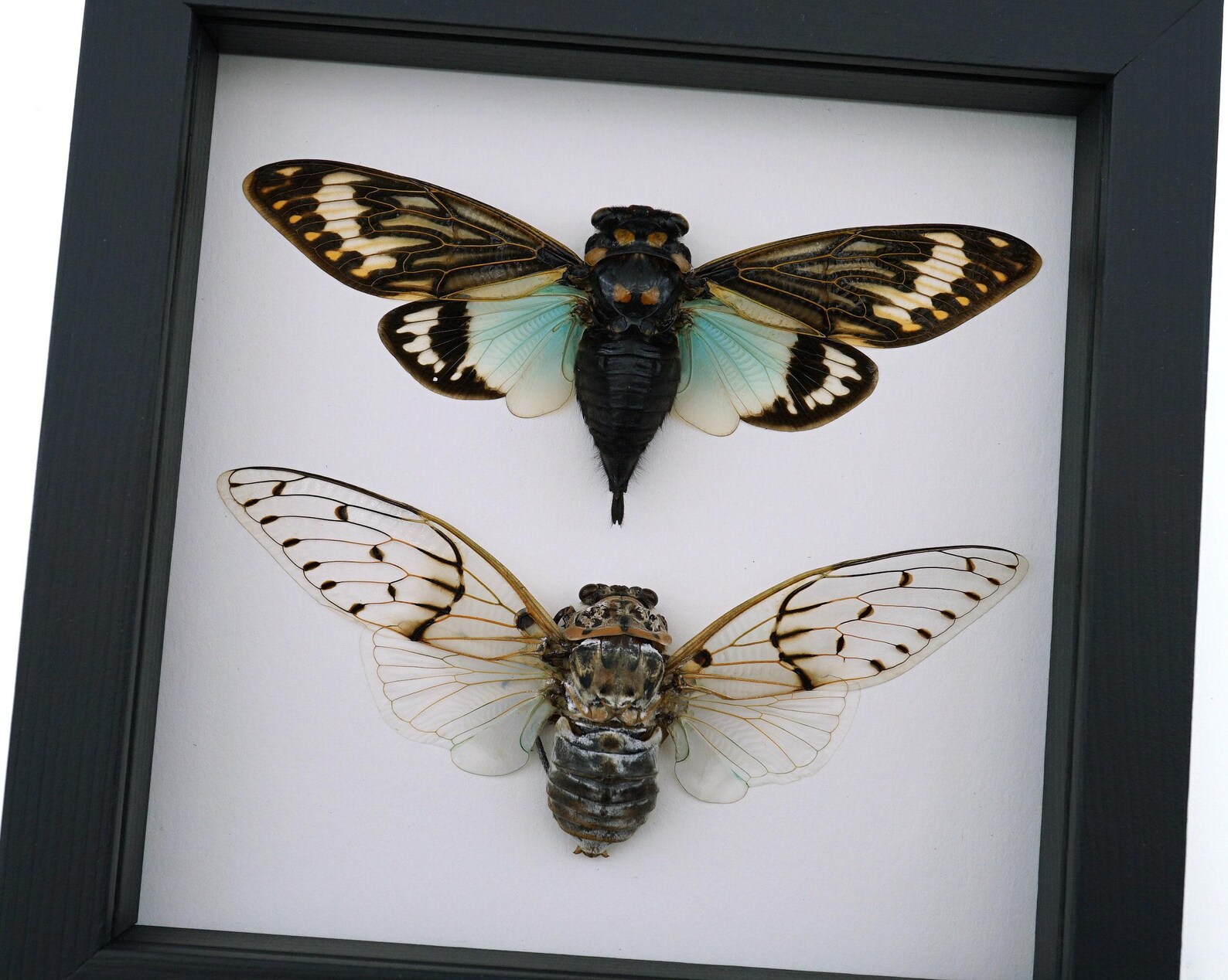 Real Framed Ghost Cicadas Blue White Cicada Collection Classic Black ...