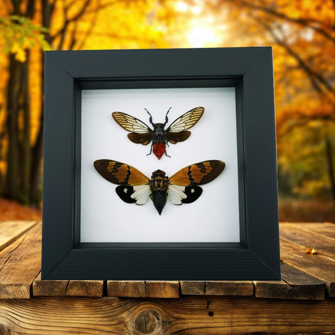 Cicada Set Brown Red Devil Cicadas Framed Insect Taxidermy Classic ...