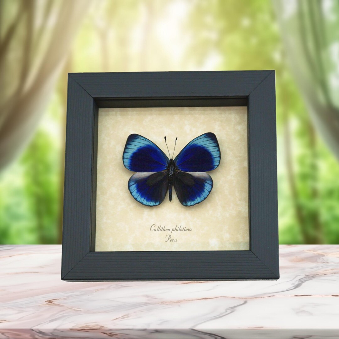 Charles Darwin Butterfly Callithea Philotmia Real Framed Taxidermy ...