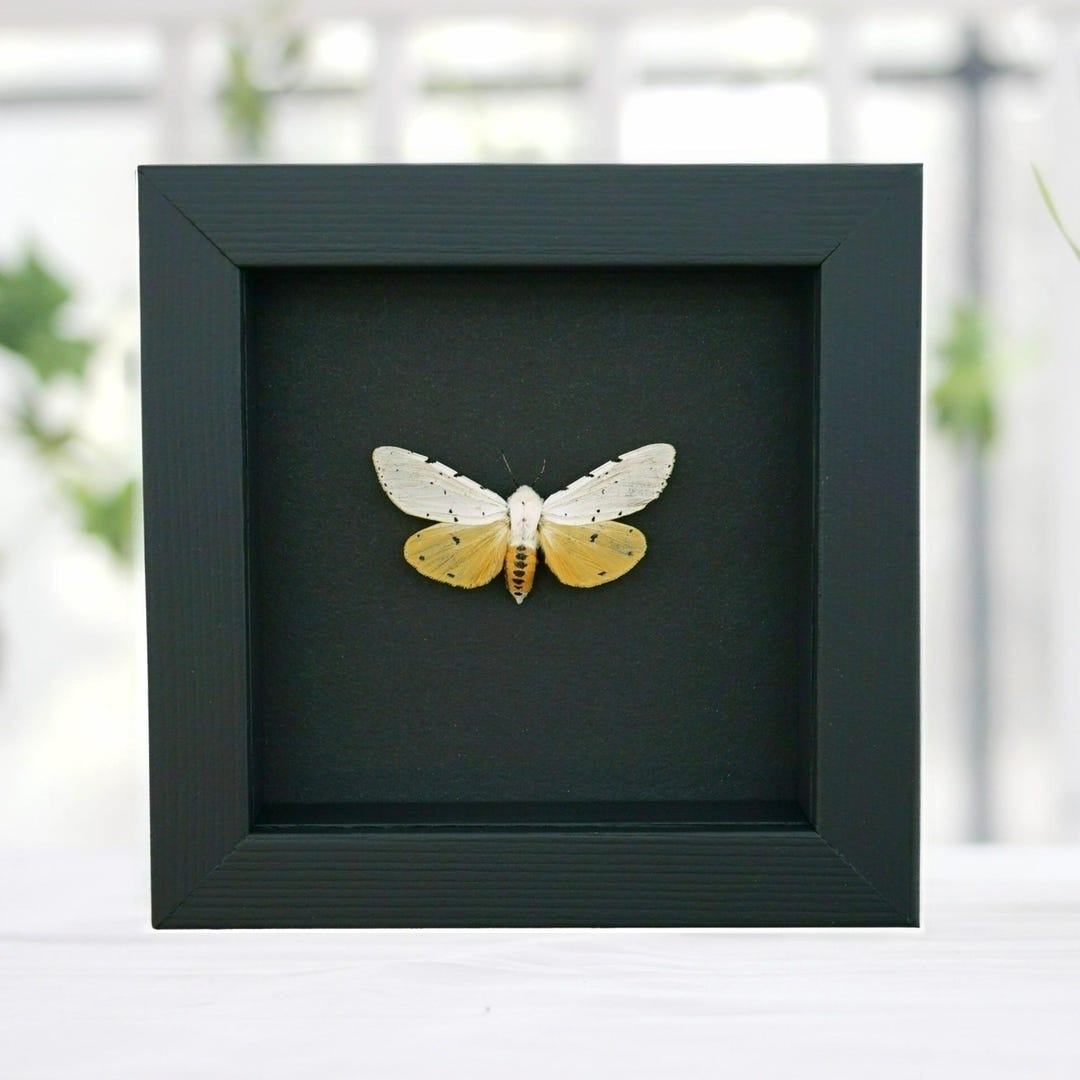 Estigmene Acrea Female Salt Marsh Moth Framed Taxidermy Moonlight ...