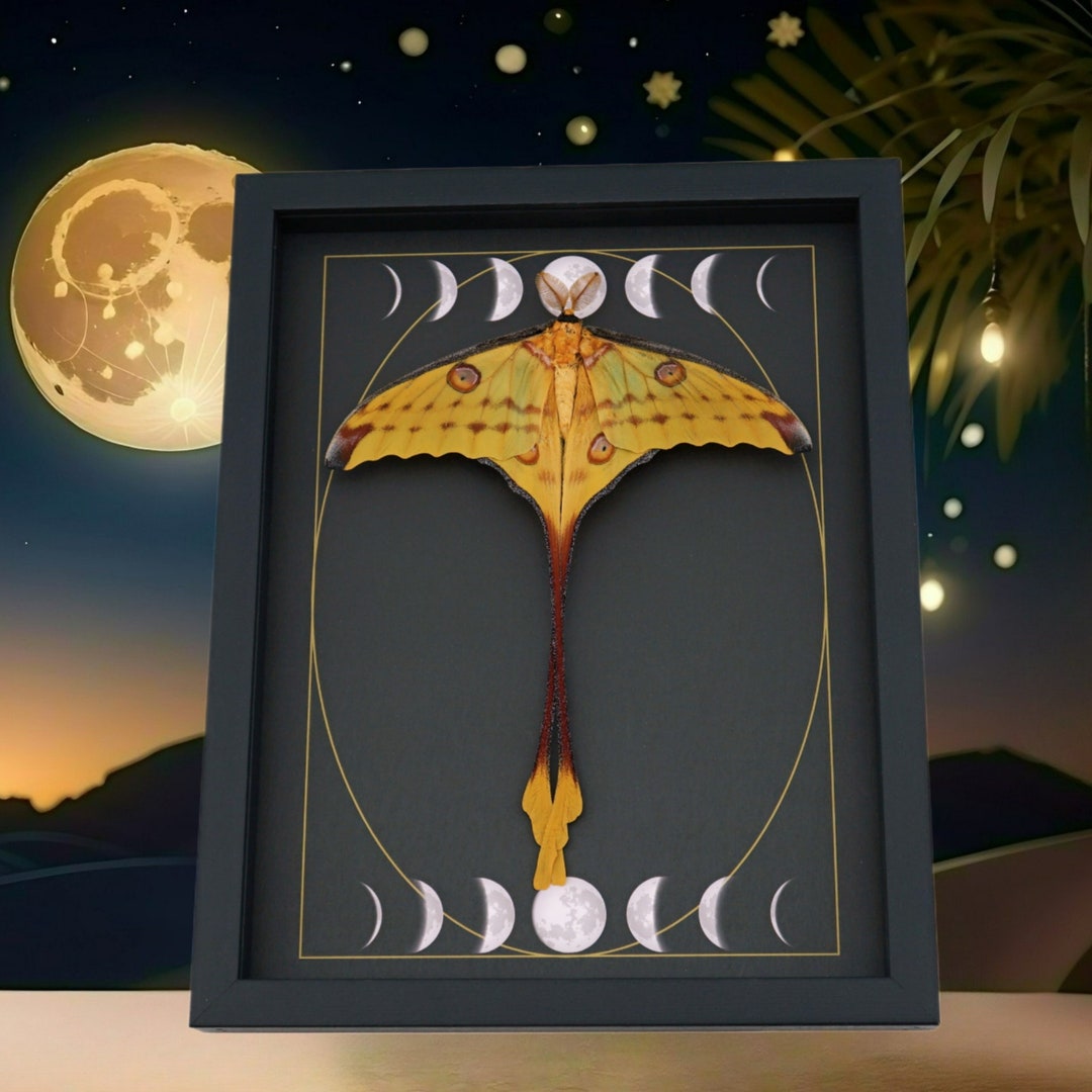 Real Comet Moth Phases of the Moon Argema Mittrei Resting Framed ...