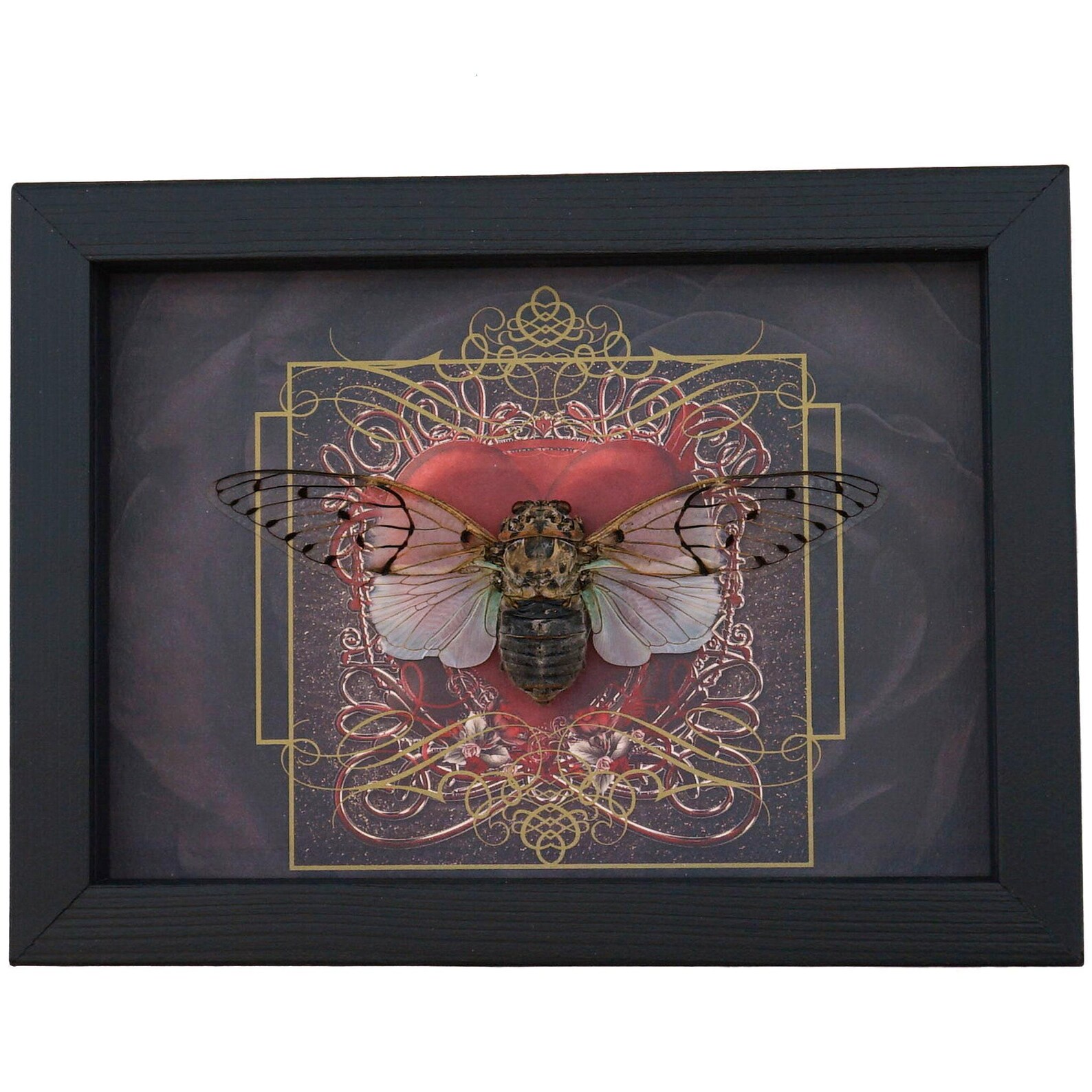 Gothic Red Heart White Ghost Cicada Ayuthia Spectabilis Framed ...