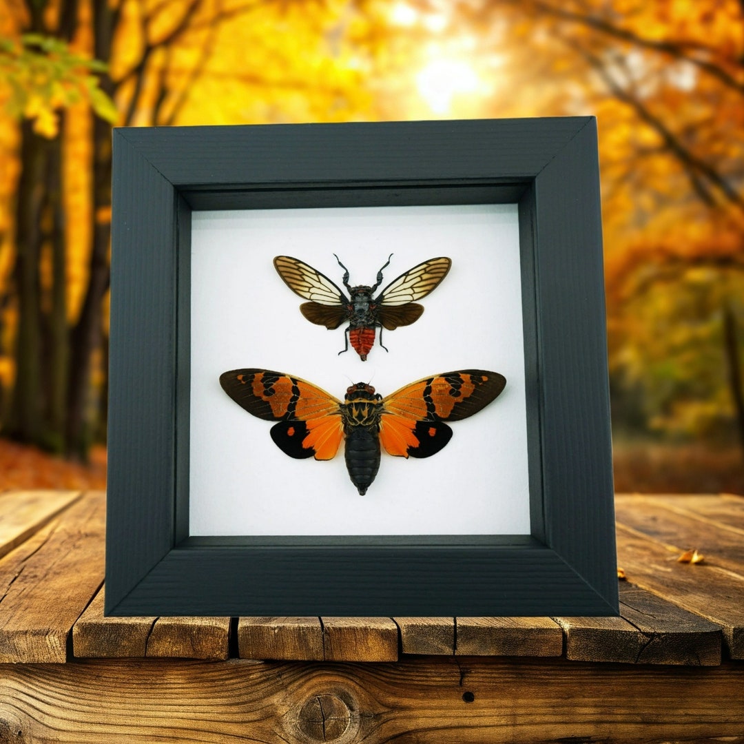 Real Cicada Collection Red Devil Framed Insect Taxidermy Classic Black ...