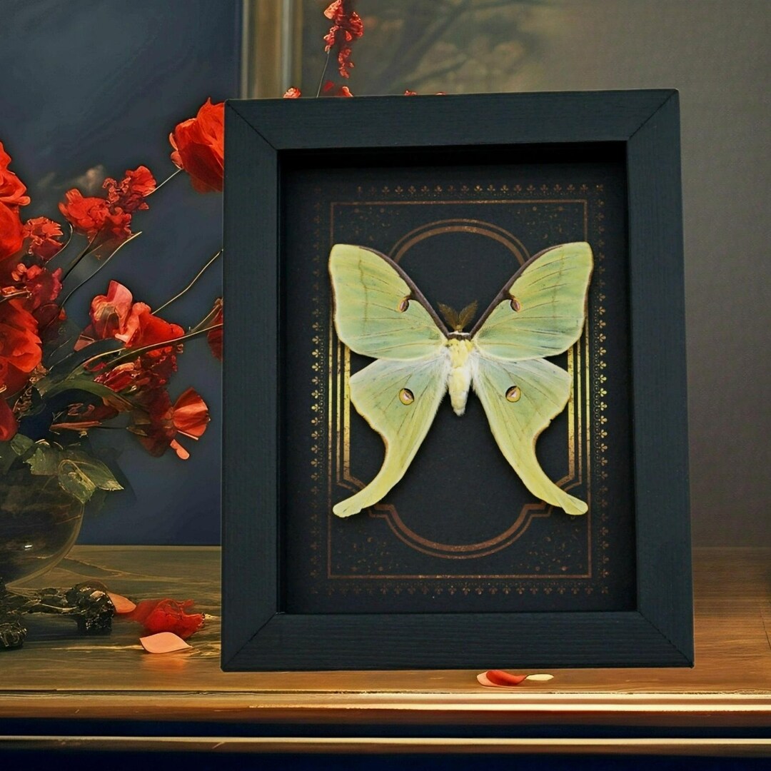 Real Framed Luna Moth Gothic Border Actias Luna Taxidermy Display - Etsy
