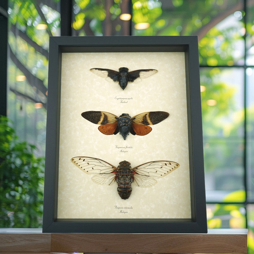 Real Giant Cicada Collection Framed Insect Taxidermy Display - Etsy