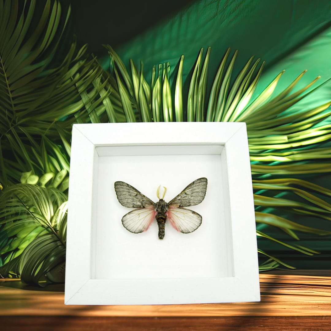 Coloradia Doris Pink Furry Doris Pine Moth Real Framed Taxidermy ...