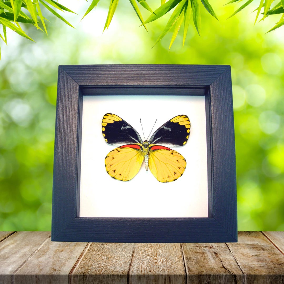 Rare Yellow Butterfly Real Framed Butterfly Delias Splendida Classic ...