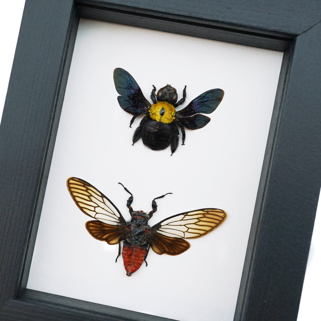 Gold Carpenter Bee Red Devil Cicada Set Framed Insect Taxidermy Classic ...