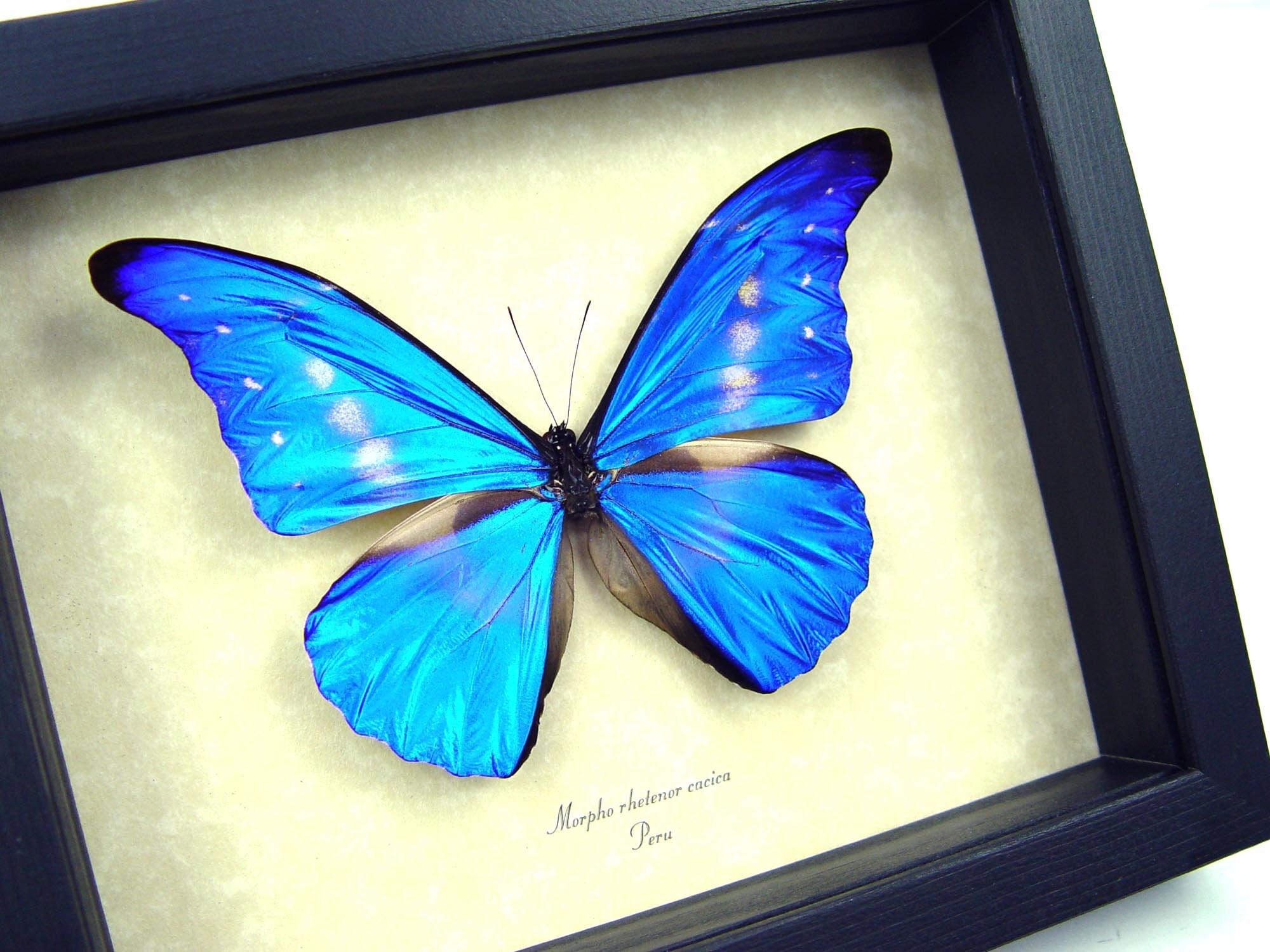 Morpho Rhetenor Cacica Framed Butterfly Rare Hybrid Helena - Etsy
