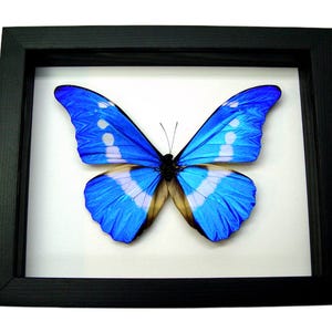 Real Framed Blue Morpho Butterfly Morpho Rhetenor Helena Taxidermy ...