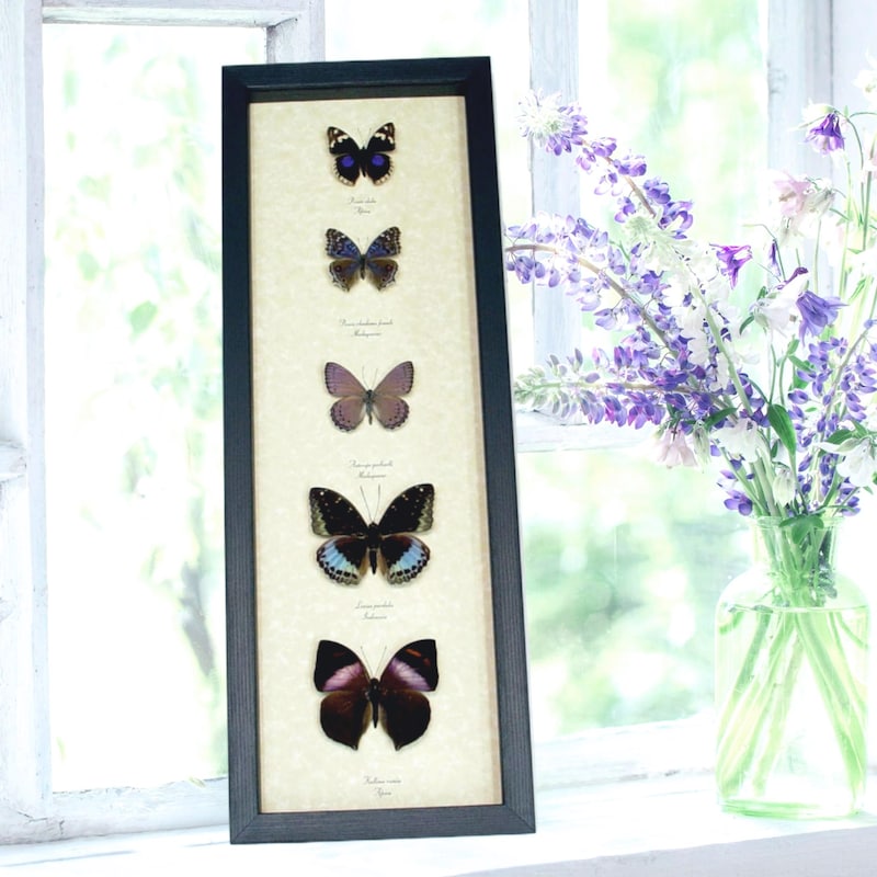 Framed Butterflies - Etsy