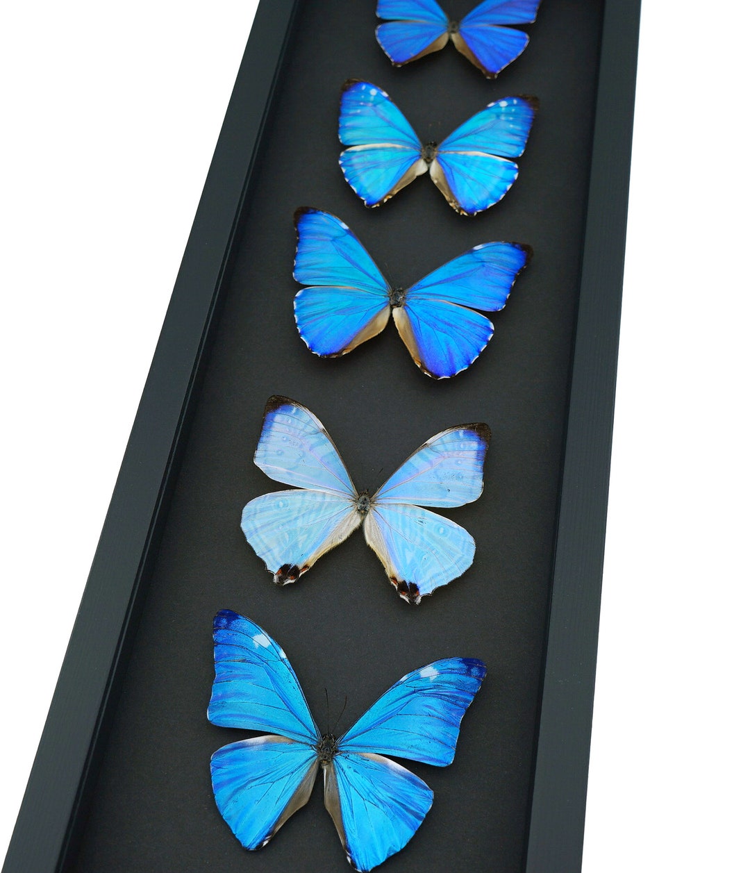 Stunning Diamond Morpho Collection Real Framed Blue Morpho - Etsy