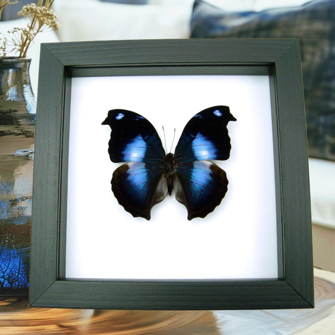 Blue Hatchet Wing Butterfly Napeocles Jucunda Framed Taxidermy Classic ...