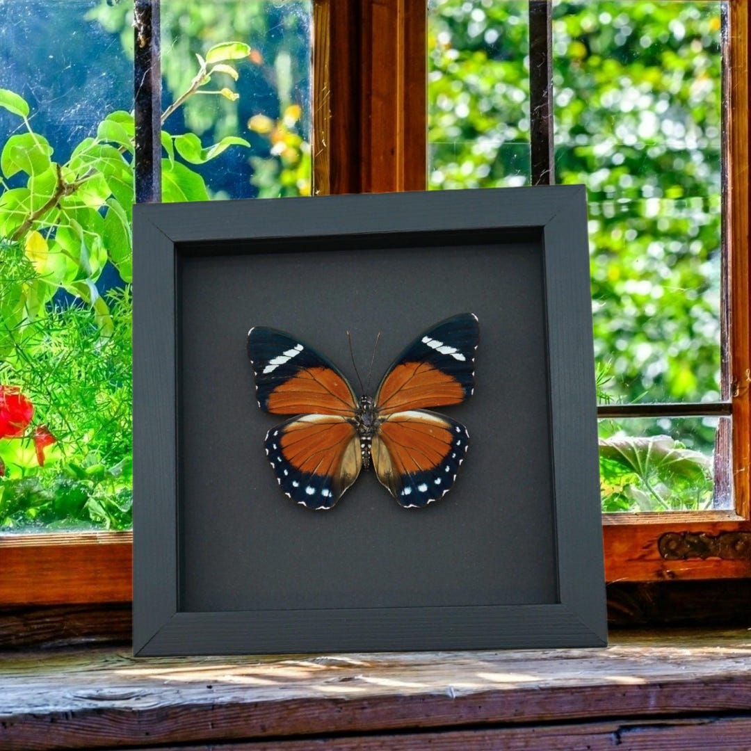 Euphaedra Alacris Female Orange Forester Butterfly Framed Taxidermy ...