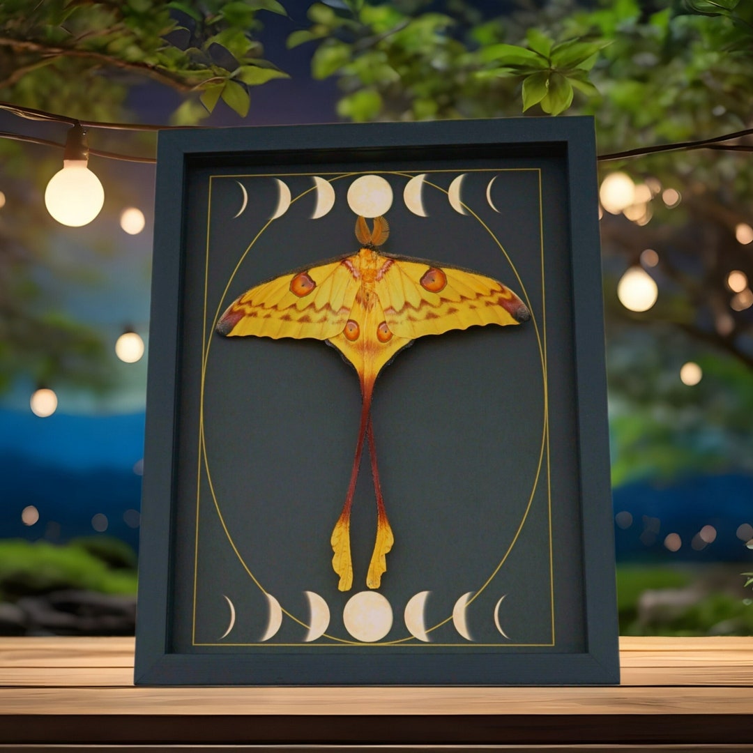 Real Comet Moth Phases of the Moon Argema Mittrei Cross Tails Framed ...