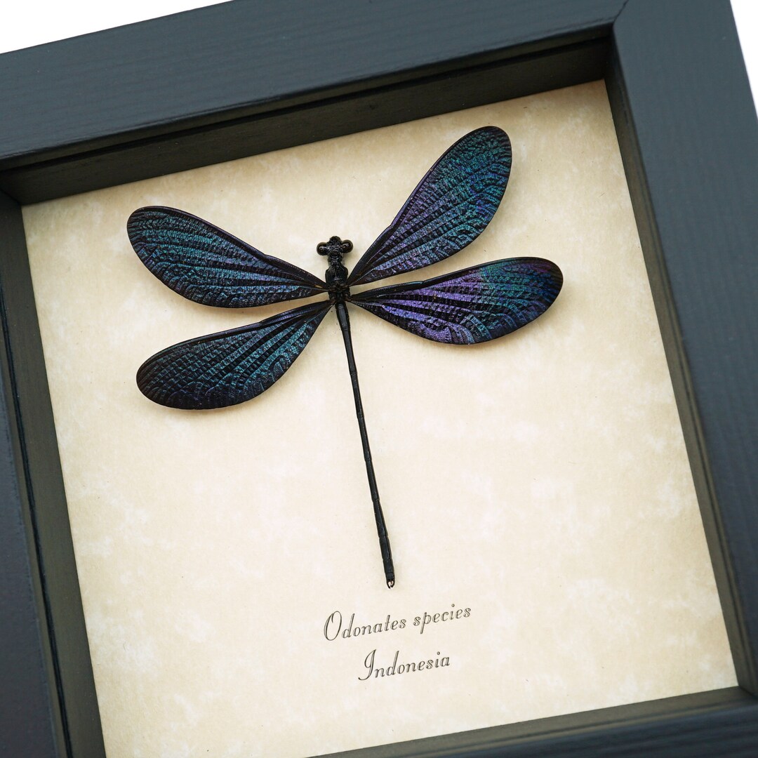 Real Purple Green Damselfly Aurora Borealis Shimmery Framed - Etsy