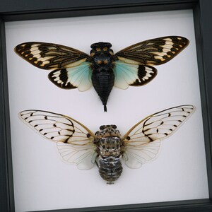 Real Framed Ghost Cicadas Blue White Cicada Collection Classic Black ...