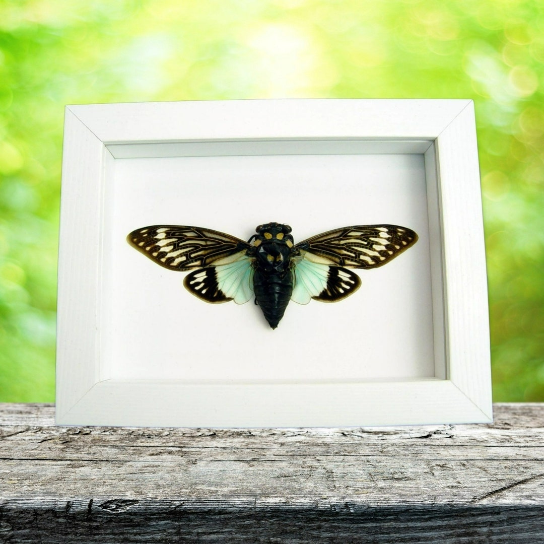 Real Blue Cicada Tosena Splendida Framed Insect Taxidermy Vibrant White ...