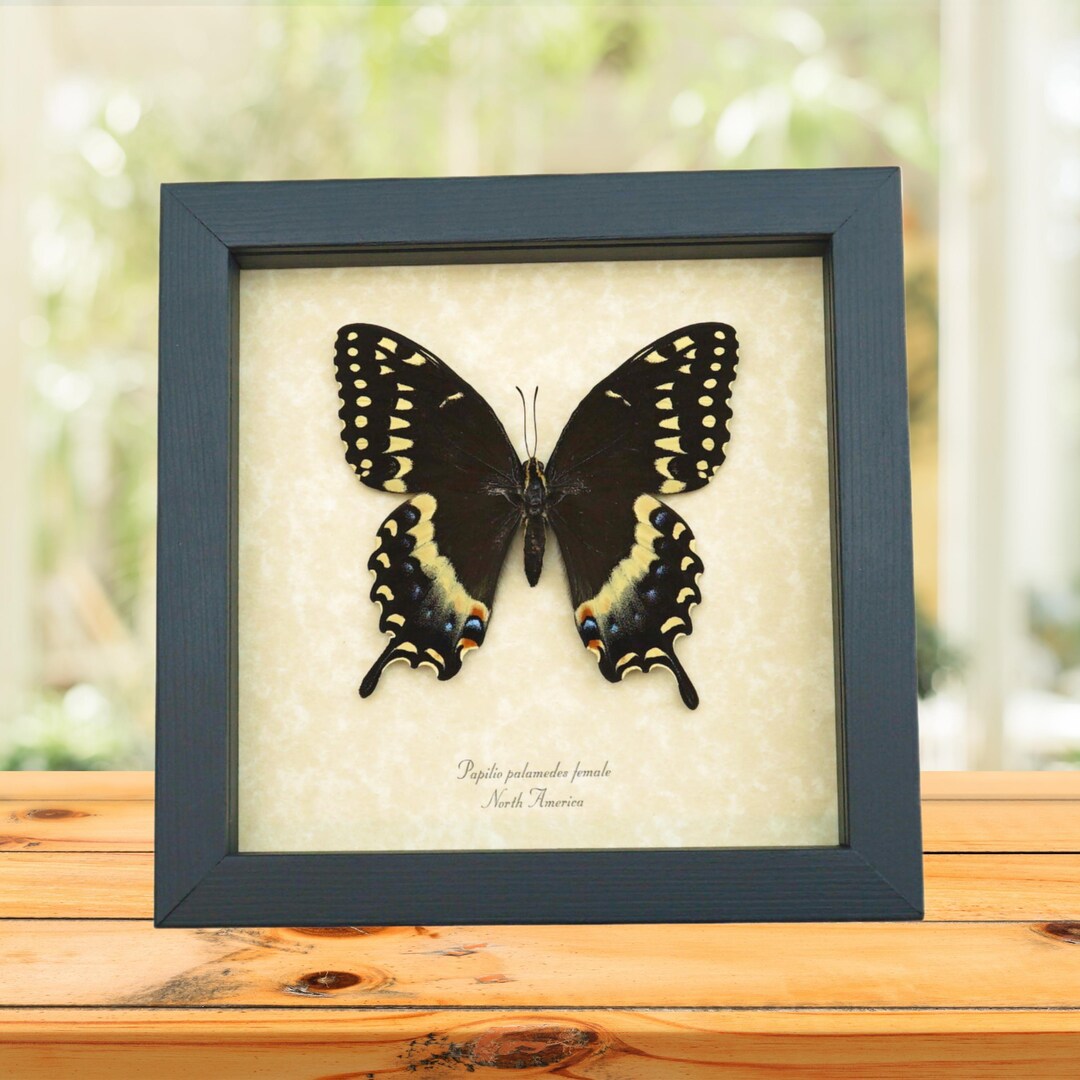 Papilio Palamedes Female Verso Butterfly Real Framed Swallowtail ...