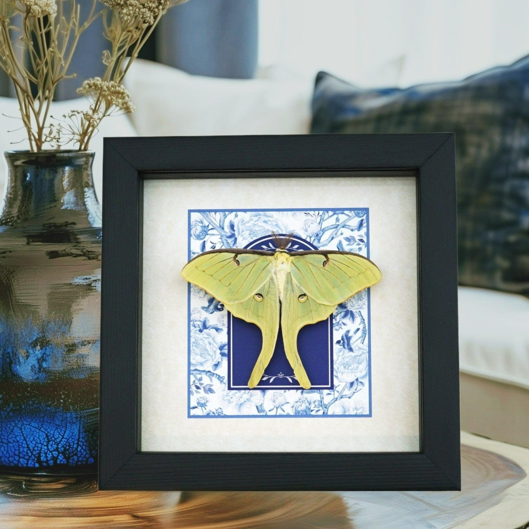 Real Framed Luna Moth French Blue Actias Luna Resting Taxidermy Display ...