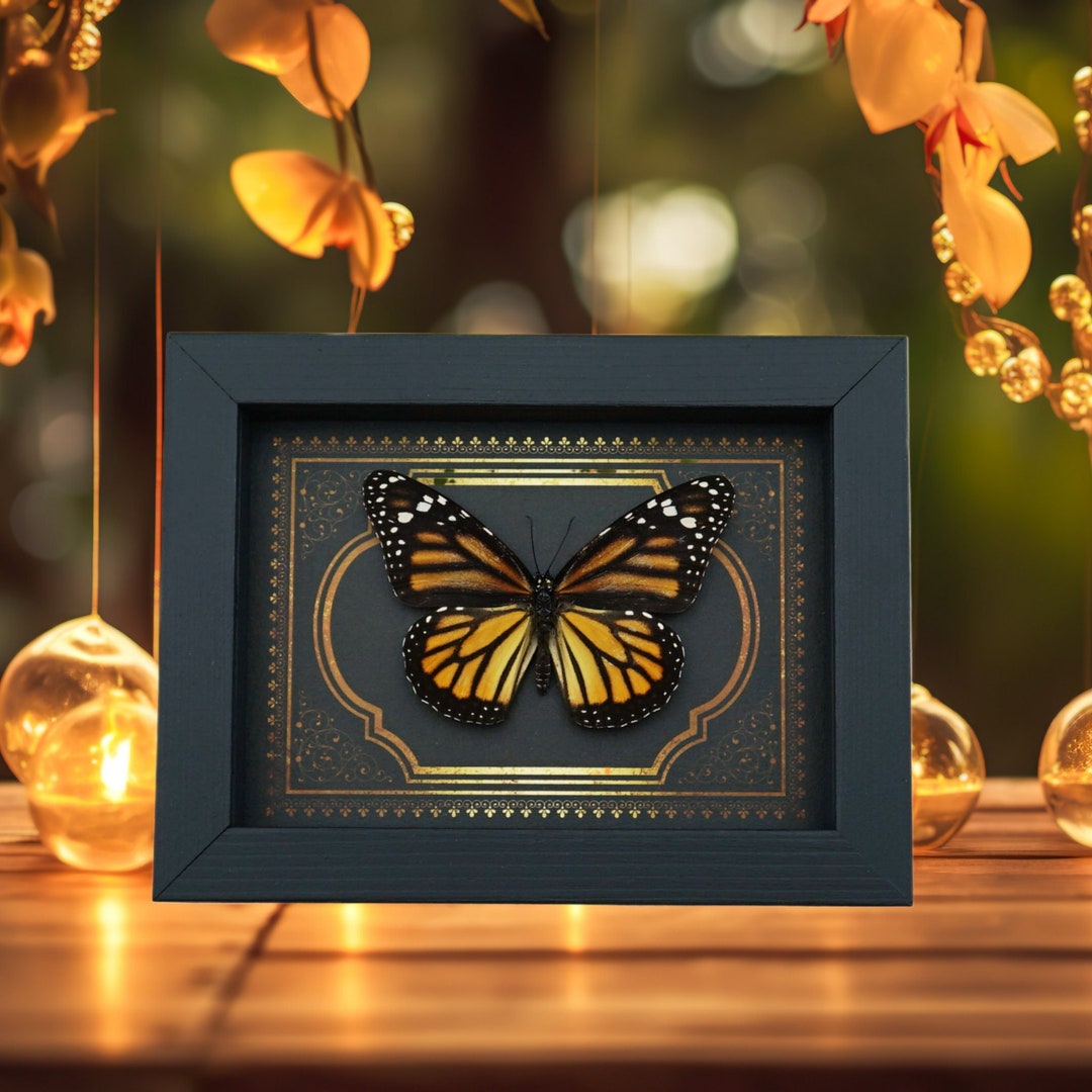 Framed Monarch Butterflies Gothic Gold Border Danaus Plexippus Female ...
