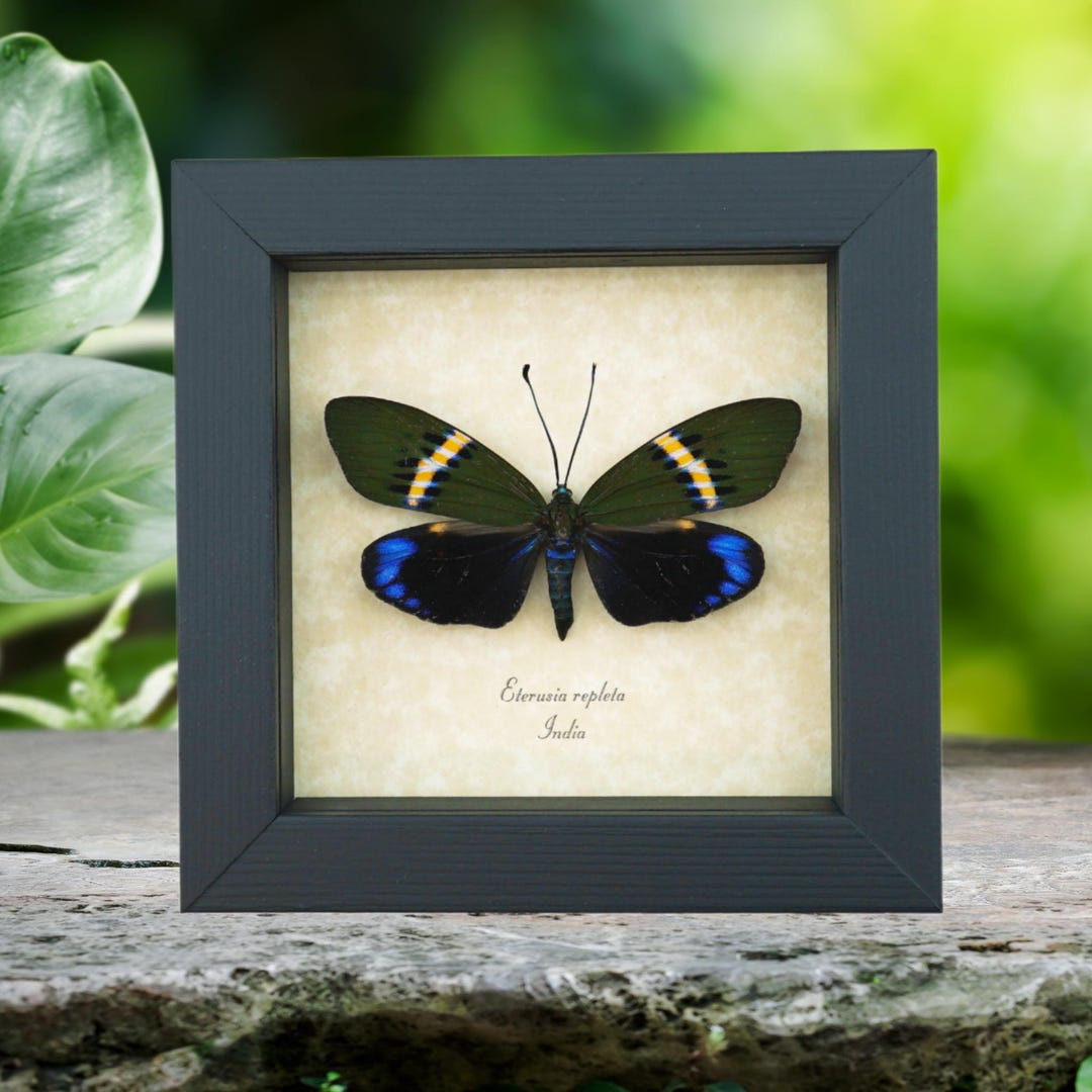 Electric Blue Day Flying Moth Eterusia Repleta Female Framed Taxidermy ...