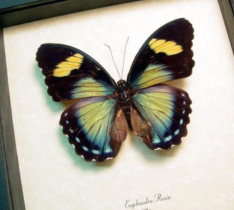 Euphaedra Rezia Female Real Framed African Butterfly Taxidermy Display ...