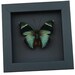 Euphaedra Eberti Forester Butterfly Real Framed Taxidermy Moonlight ...