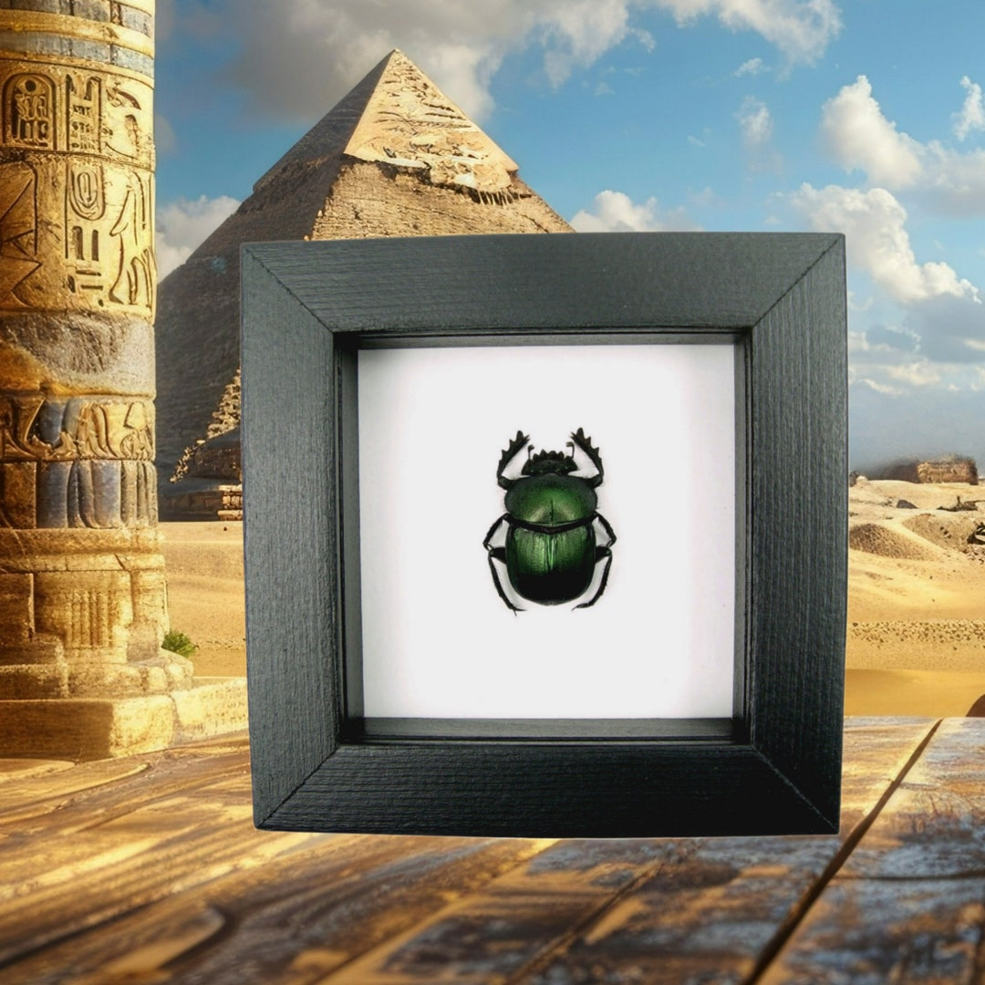 Sacred Egyptian King Scarab Beetle Real Green Scarab Scarabaeus ...