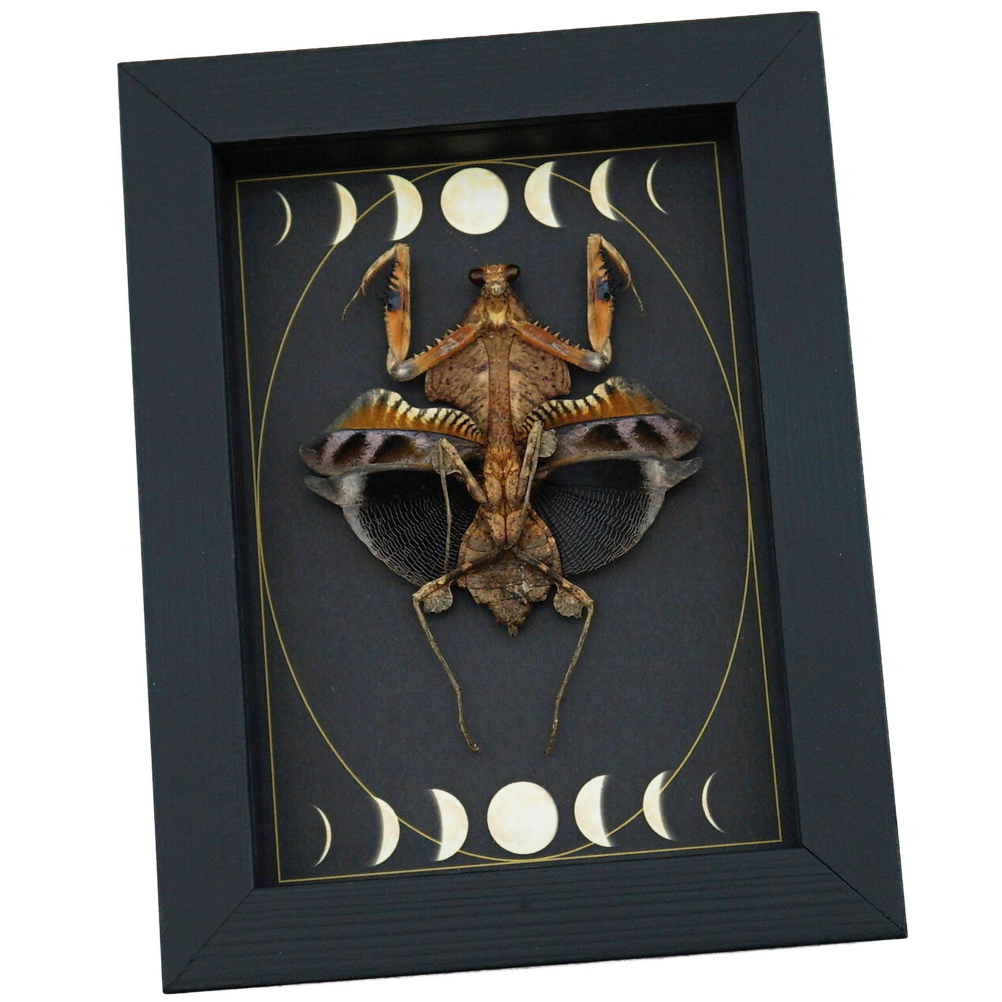 Real Dead Leaf Praying Mantis Gothic Moon Phases Framed Deroplatys ...
