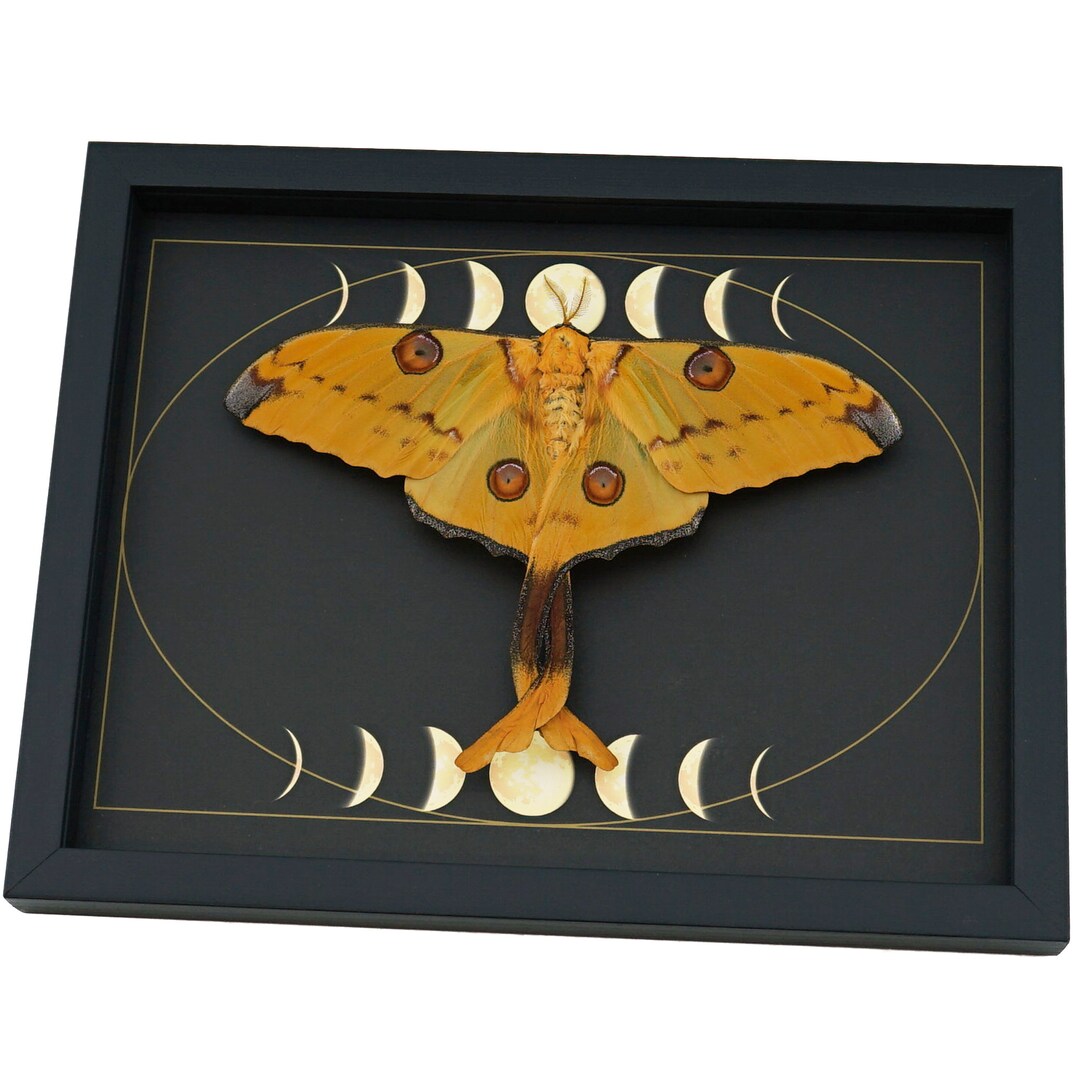 Real Comet Moth Moon Phases Argema Mittrei Female XXL Resting - Etsy