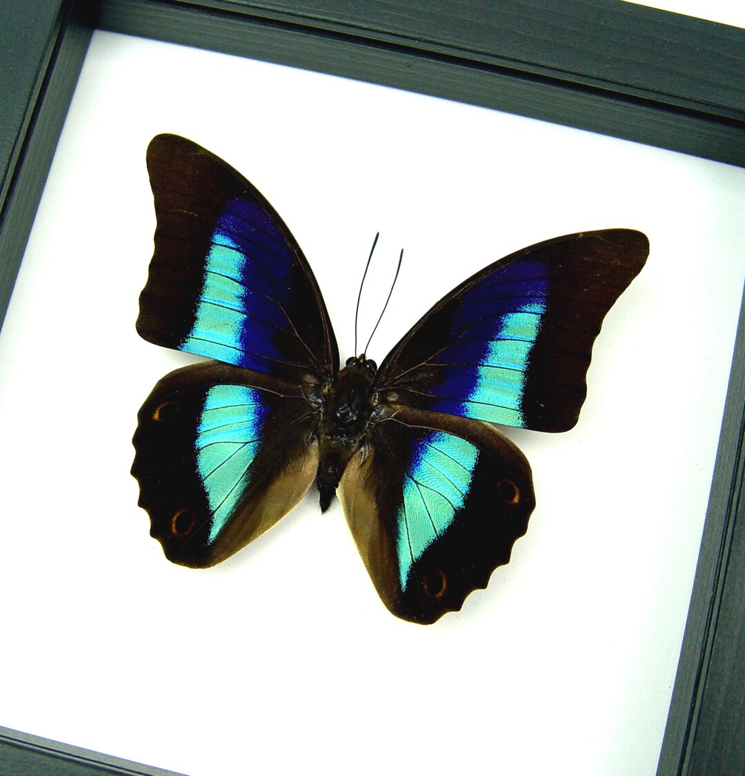 Rare Electric Blue Purple Butterfly Prepona Deiphile Neoterpe Framed ...