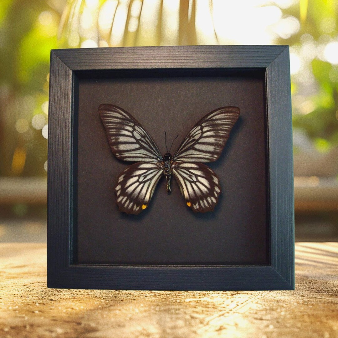 Chilasa Veiovis Black Gothic Skull Butterfly Framed Taxidermy Moonlight ...