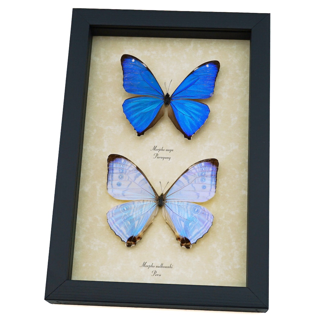 Mother of Pearl Morpho Butterfly Collection Framed Blue Morpho - Etsy