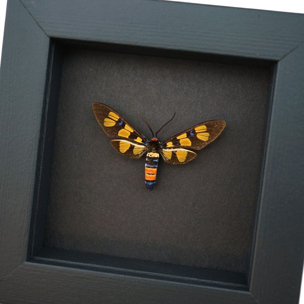 Female Mimics - Etsy