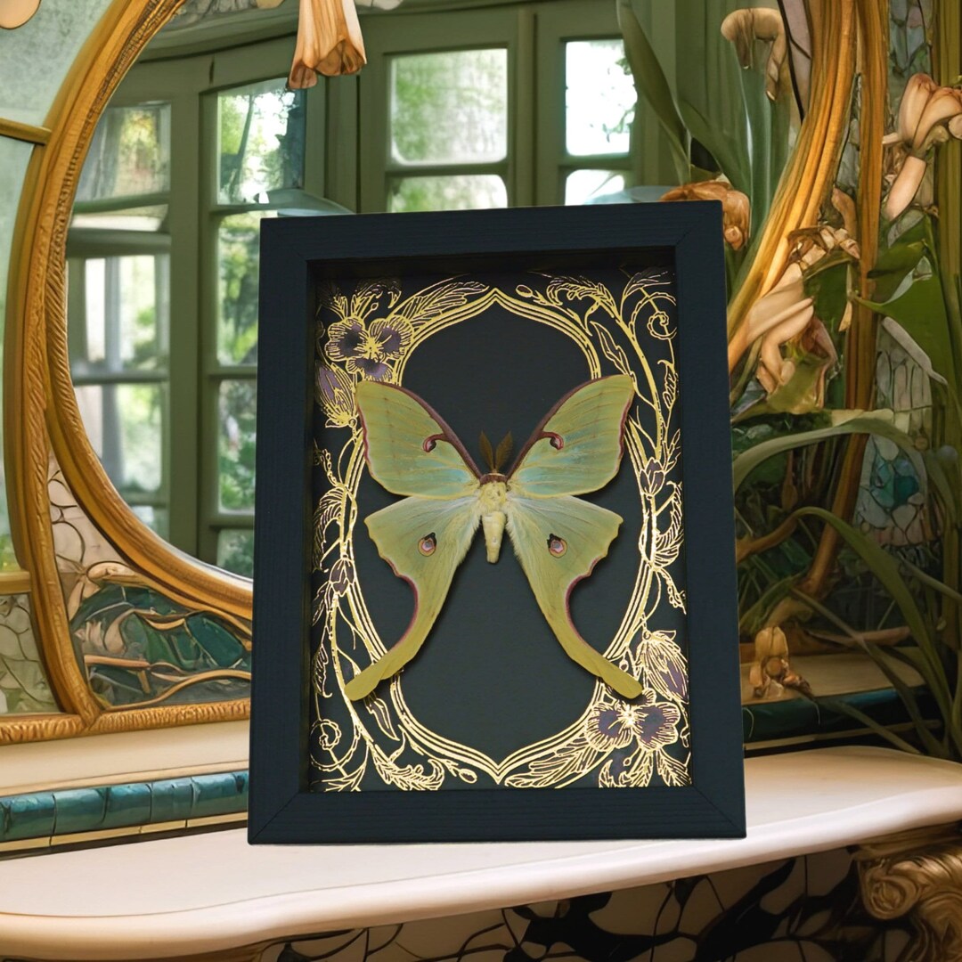Luna Moth Framed Taxidermy Gold Foil Art Nouveau Real Actias Luna ...