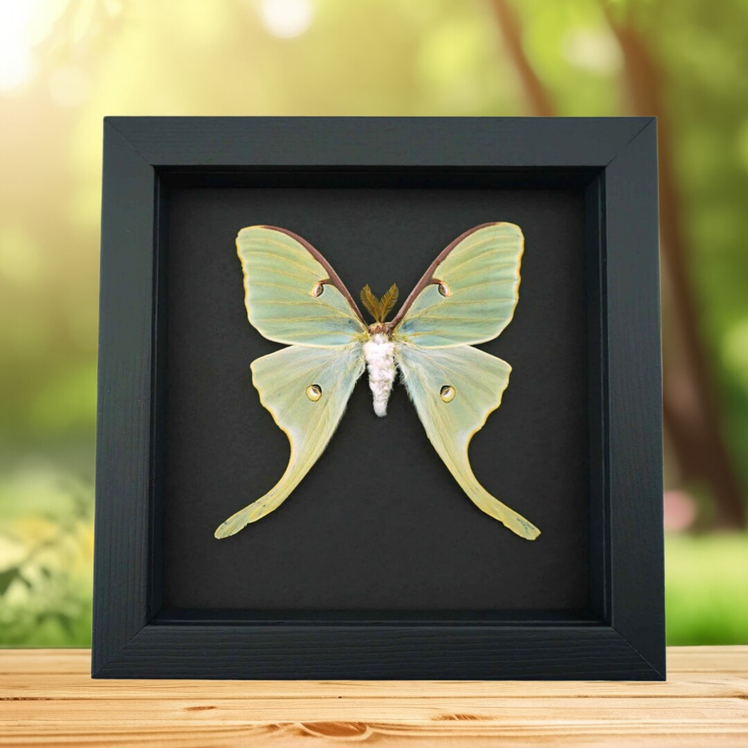 Framed Luna Moth Actias Luna Real Museum Taxidermy Moonlight Display - Etsy