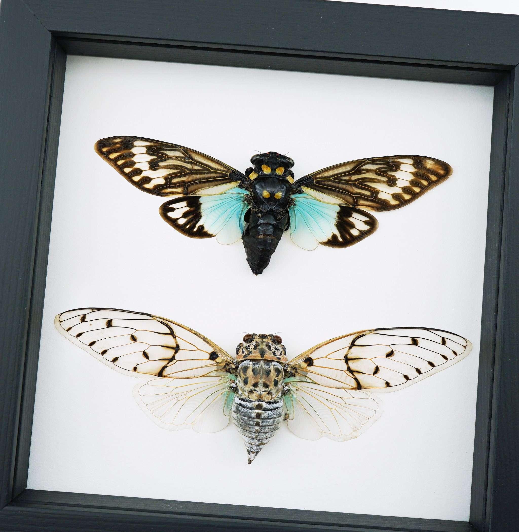 Real Framed Ghost Cicadas Blue White Cicada Collection Classic - Etsy