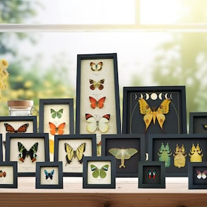 Monarch Butterfly Collection Real Framed Butterflies Danaus Plexippus ...