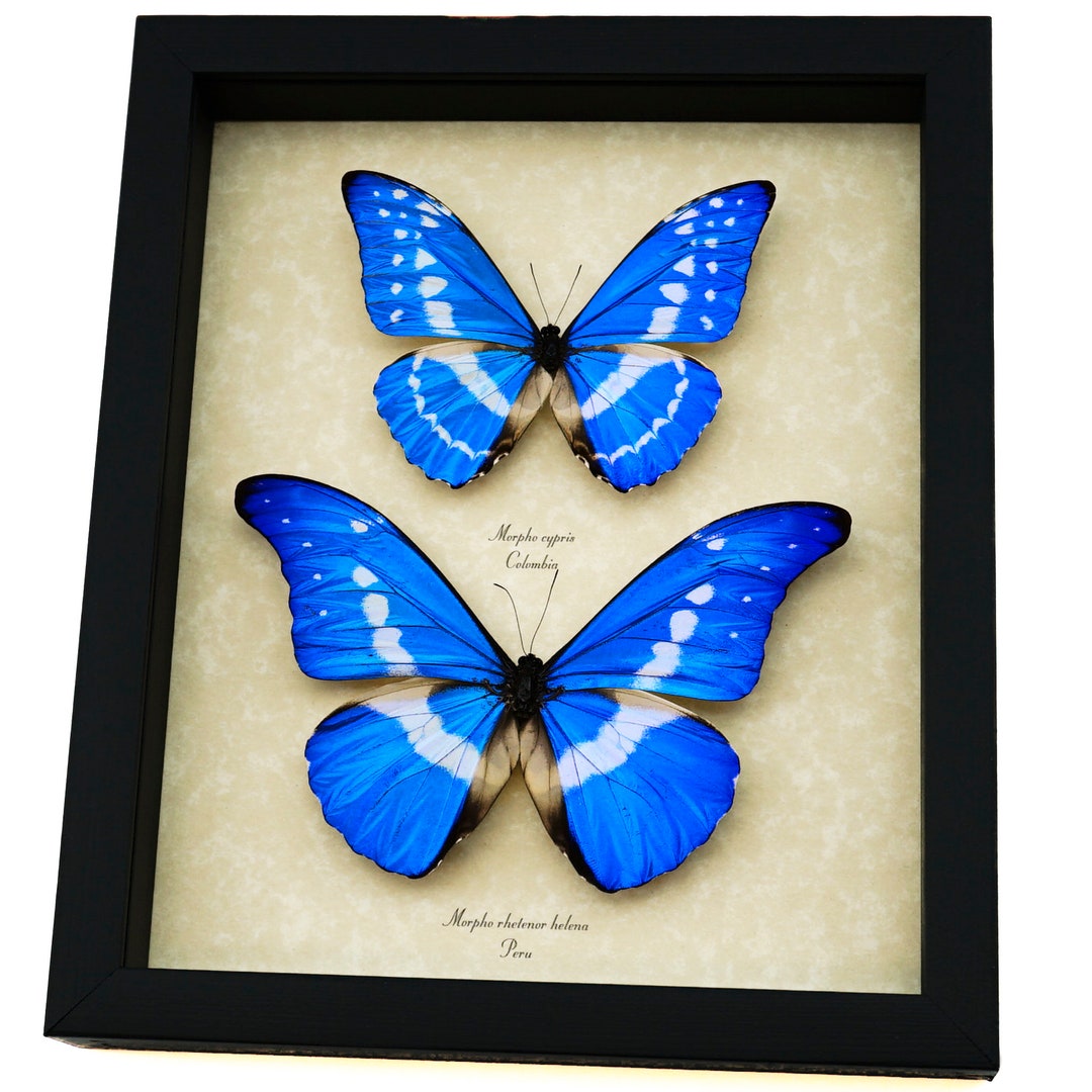 Blue Morpho Butterfly Collection Morpho Cypris Helena Real Framed ...