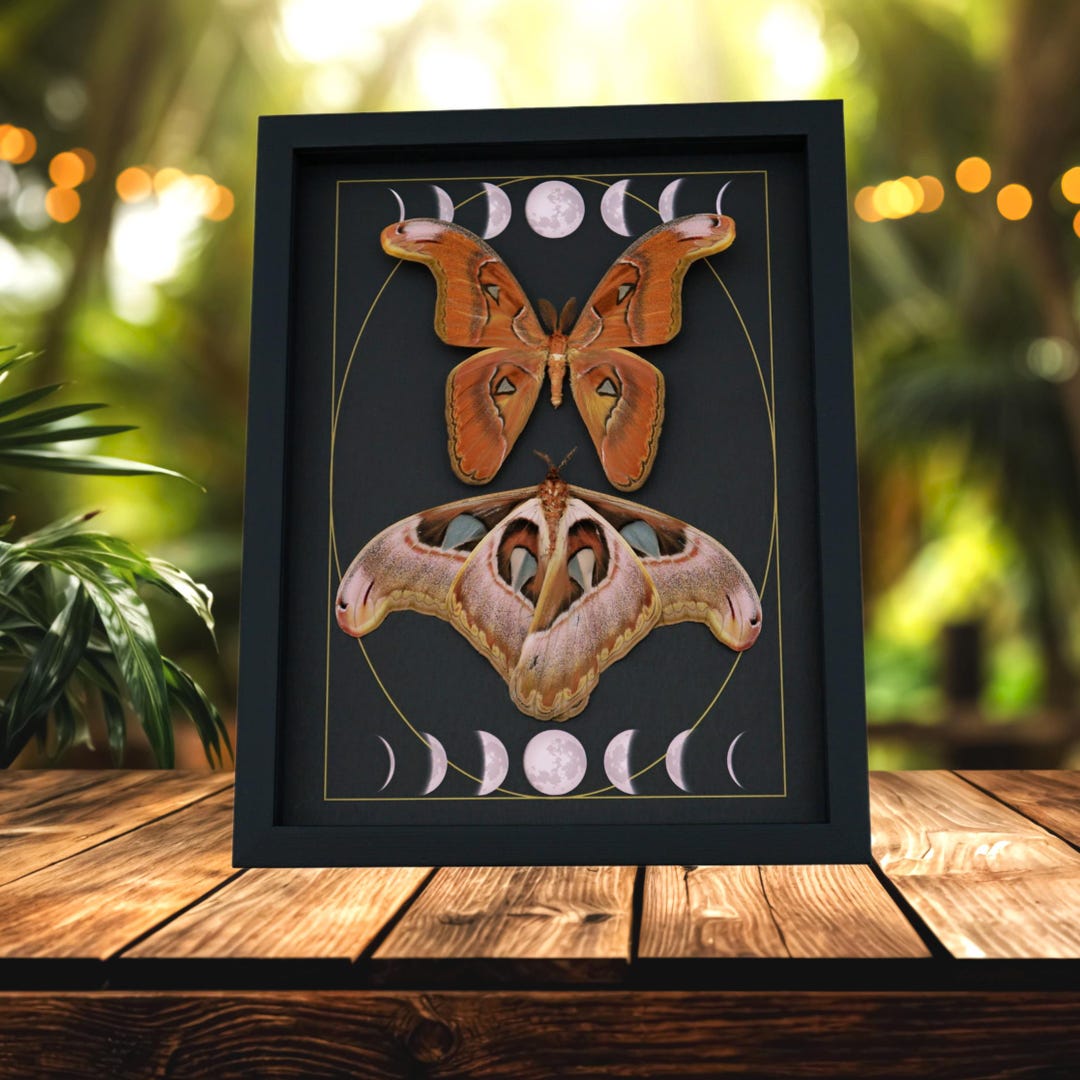 Real Moth Pair Moon Phases Attacus Lorquinii Male Female Gothic Framed ...