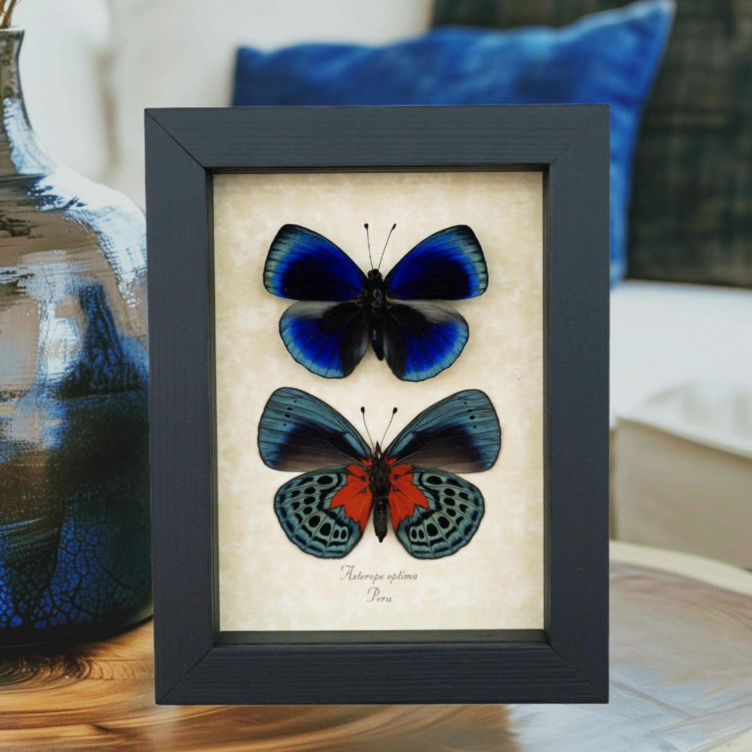 Asterope Optima Blue Butterfly Collection Framed Taxidermy Display - Etsy
