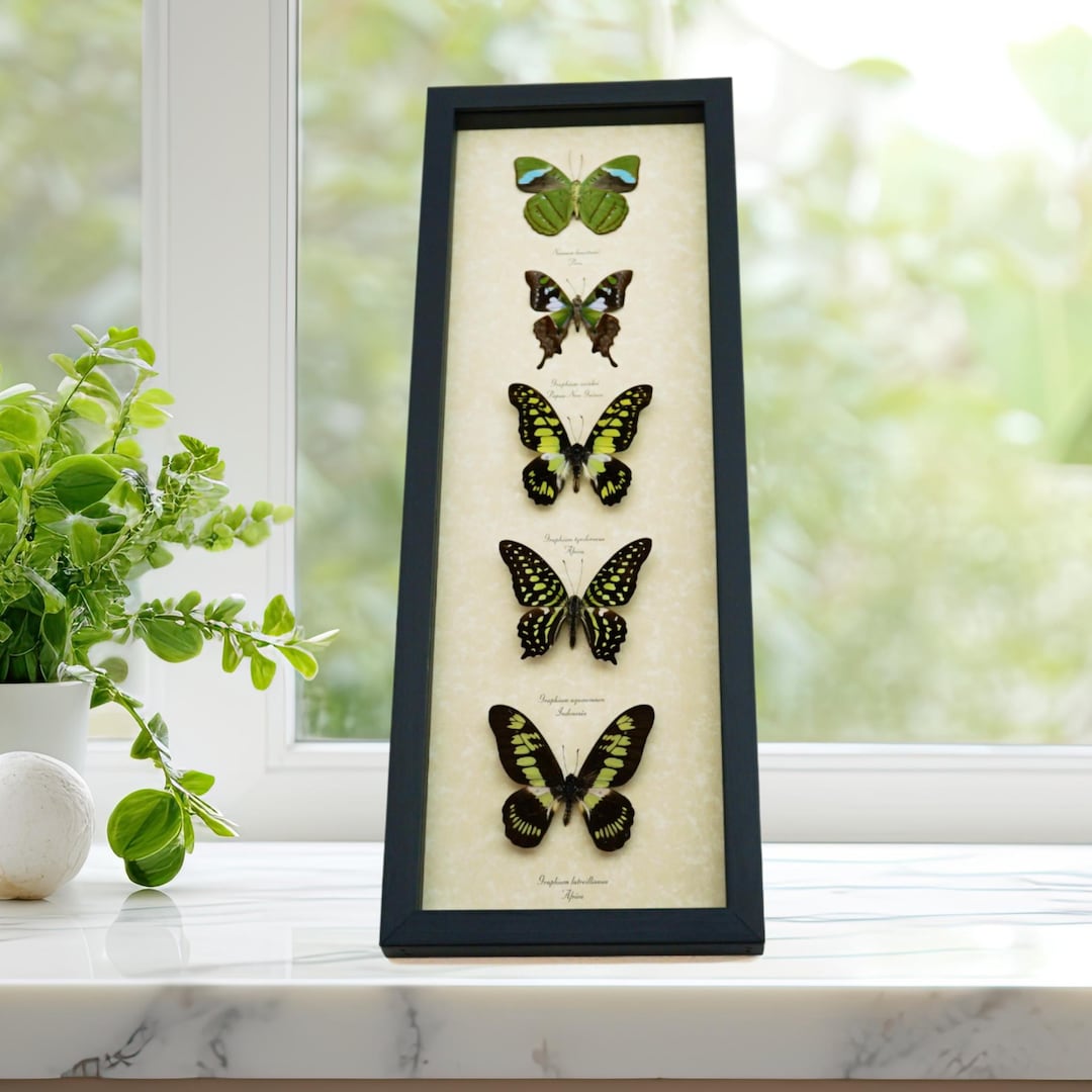 Green Butterfly Collection Real Framed Butterflies Taxidermy Display - Etsy