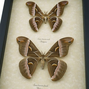 Real Framed Moth Set Samia Luzonica Pair Giant Silk Moths Framed ...