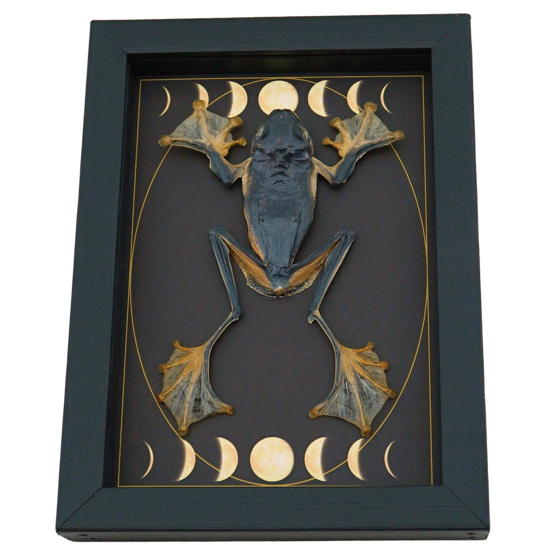Real Flying Parachute Tree Frog Gothic Moon Phases Framed Taxidermy ...