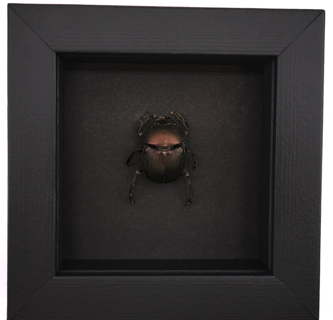 Sacred Egyptian King Scarab Beetle Real Purple Scarab Scarabaeus ...