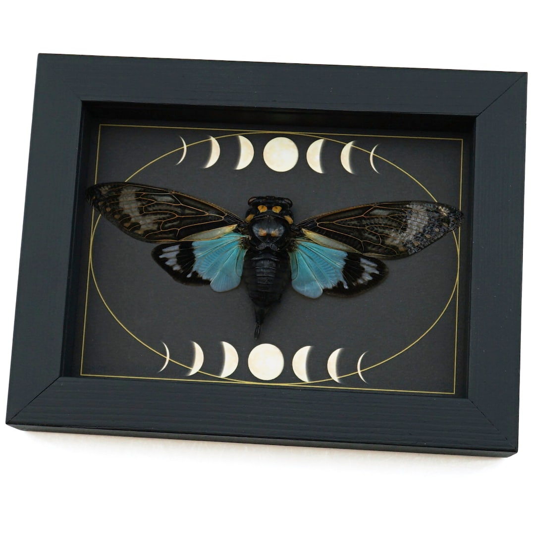 Real Blue Cicada Gothic Moon Phases Tosena Splendida Framed - Etsy